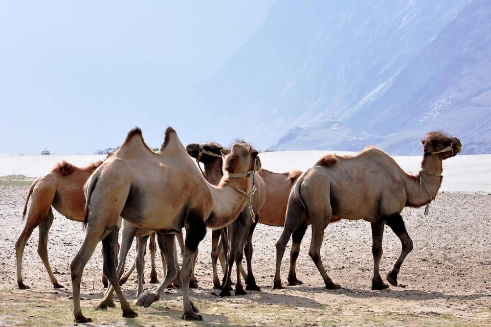 Hotel Hunder Residency Nubra Valley, Leh Ladakh – Prices, Reviews ...