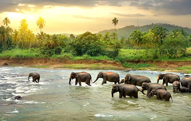 True Sri Lanka Tour Packages, Book 6 Nights/7 Days True Sri Lanka Holiday Package at Best Price