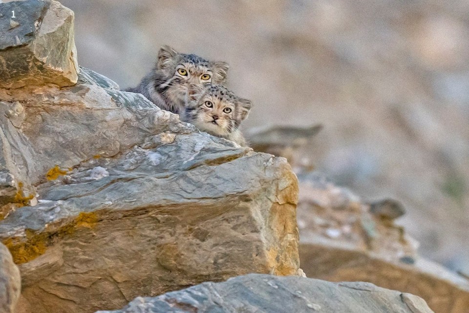 Pallas Cat Expedition to Hanle 2024-25, Pallas Cat Trip, Pallas's Cat Expedition Tour to Ladakh